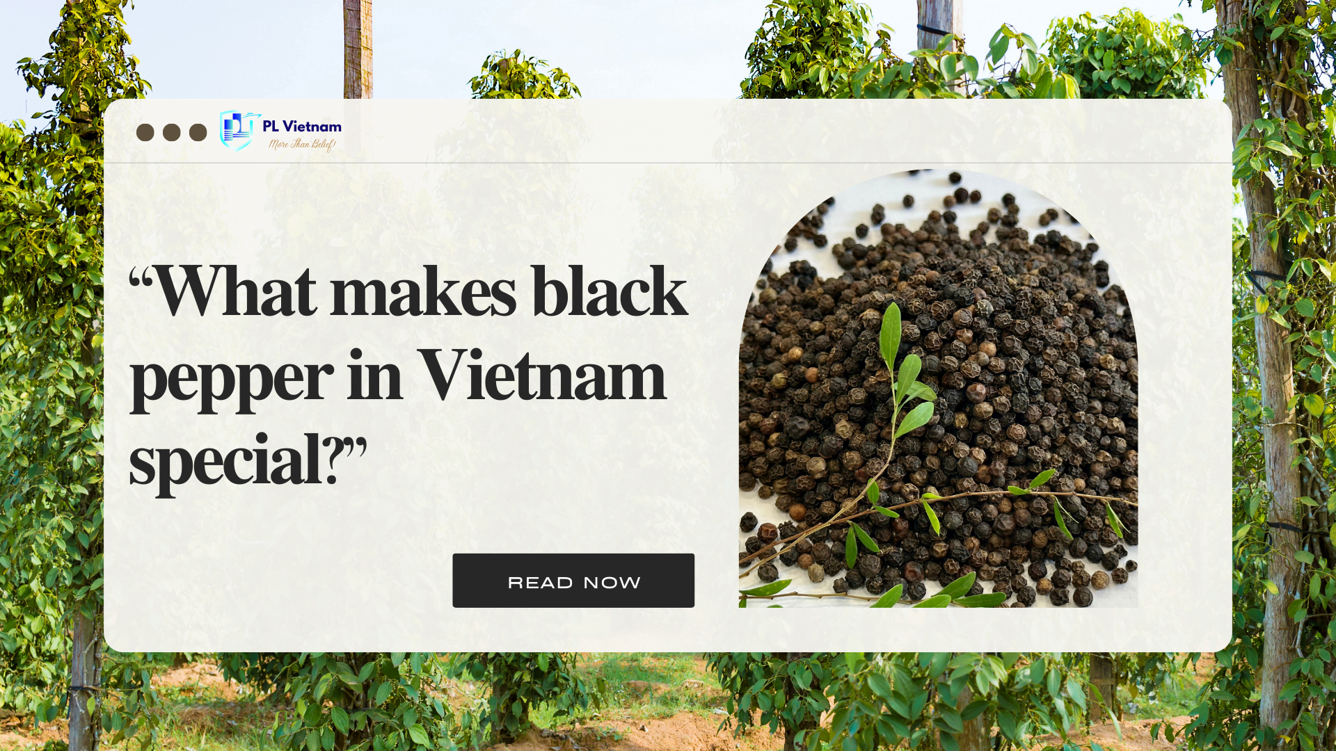 What makes black pepper in Vietnam special - PL Vietnam
